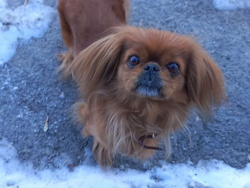 Мини пекинес