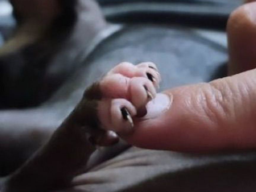 Котята сфинкс