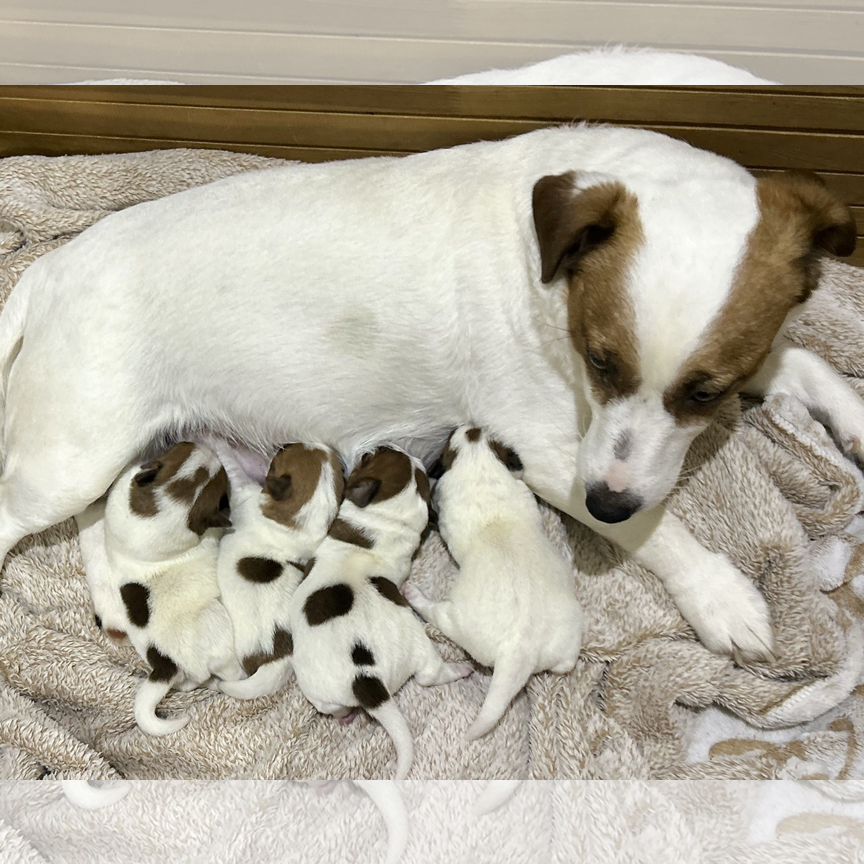 Джек-рассел-терьер, щенок