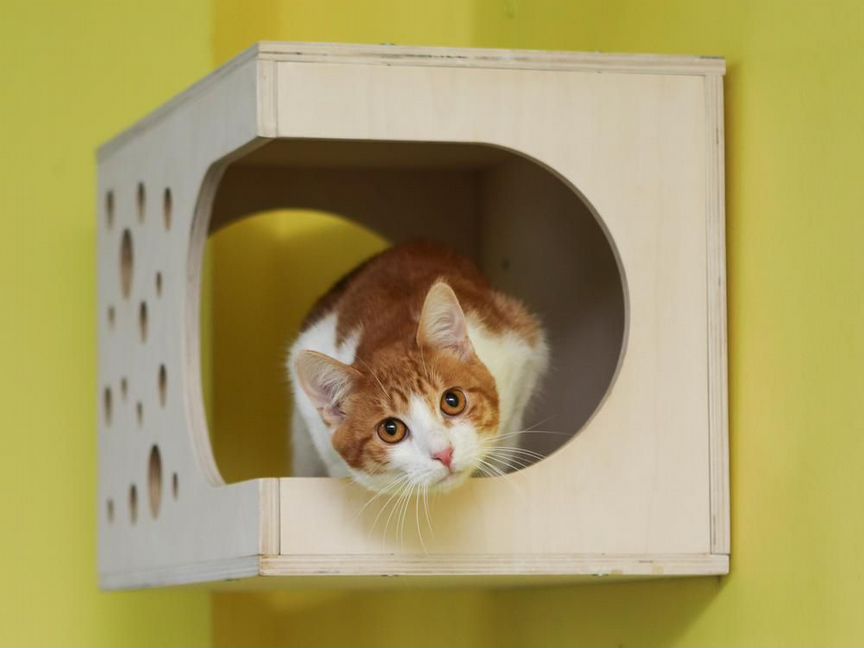 Котенок ищет семью