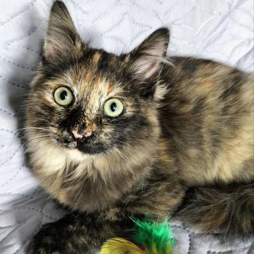 Кошечка для души