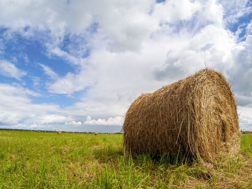 Сено в рулонах