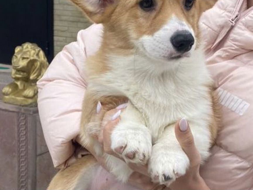 Вельш-корги щенки