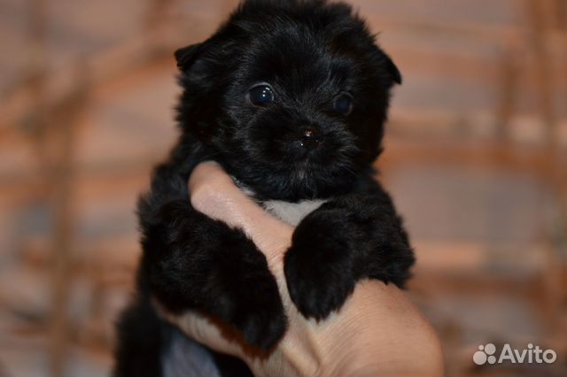 Девочка Ночка