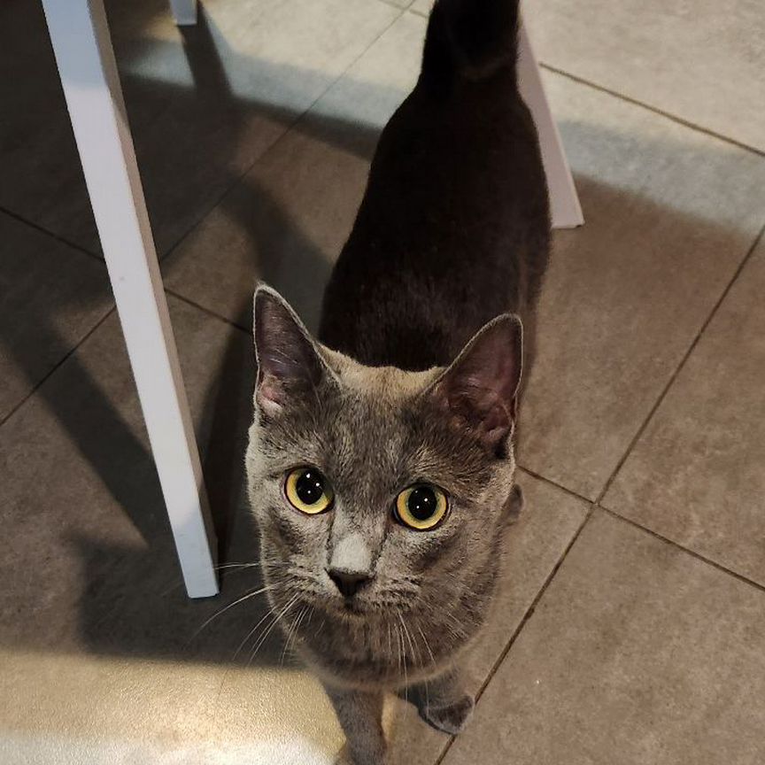 Русская голубая, взрослая кошка