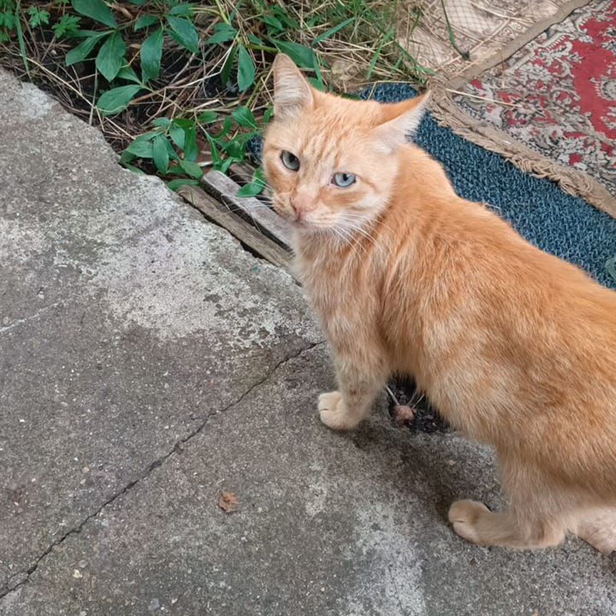 Кот в добрые руки