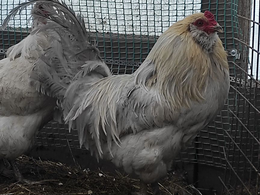 Амераукана лаванда