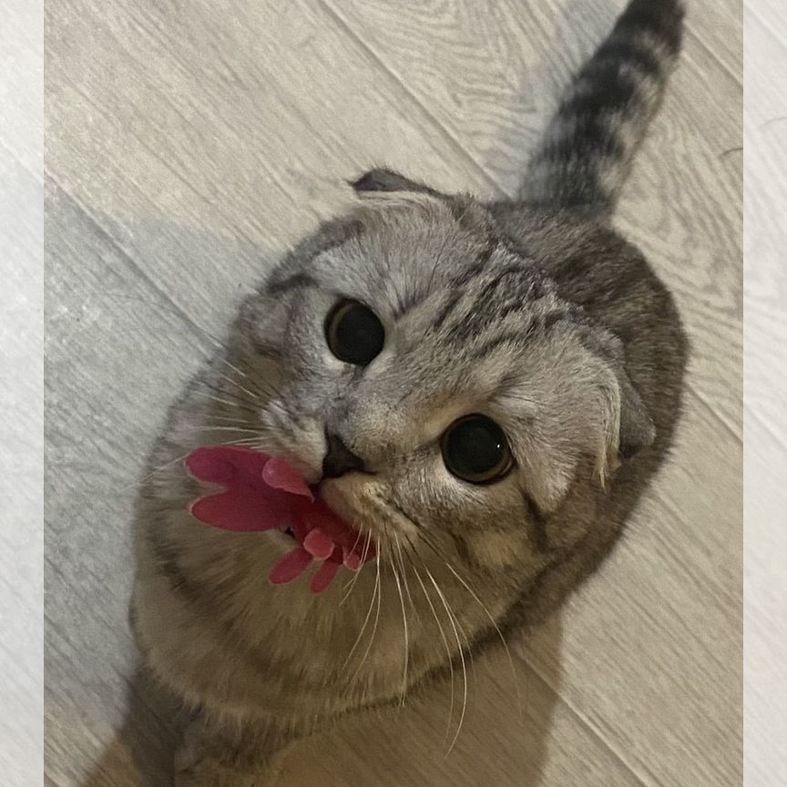 Шотландская вислоухая короткошёрстная кошка, вязка