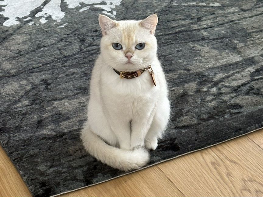 Кошка британская шиншилла колорпоинт