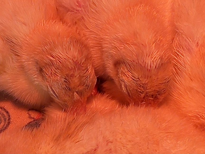 Индюшата суточные биг 6