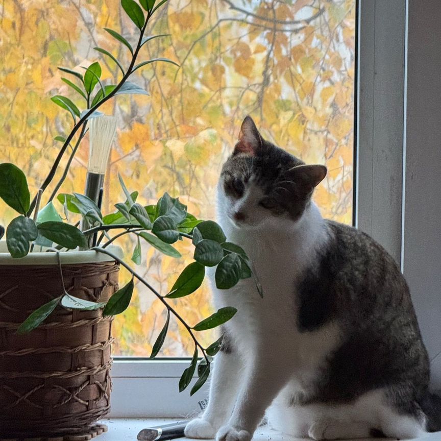 Котенок в добрые руки