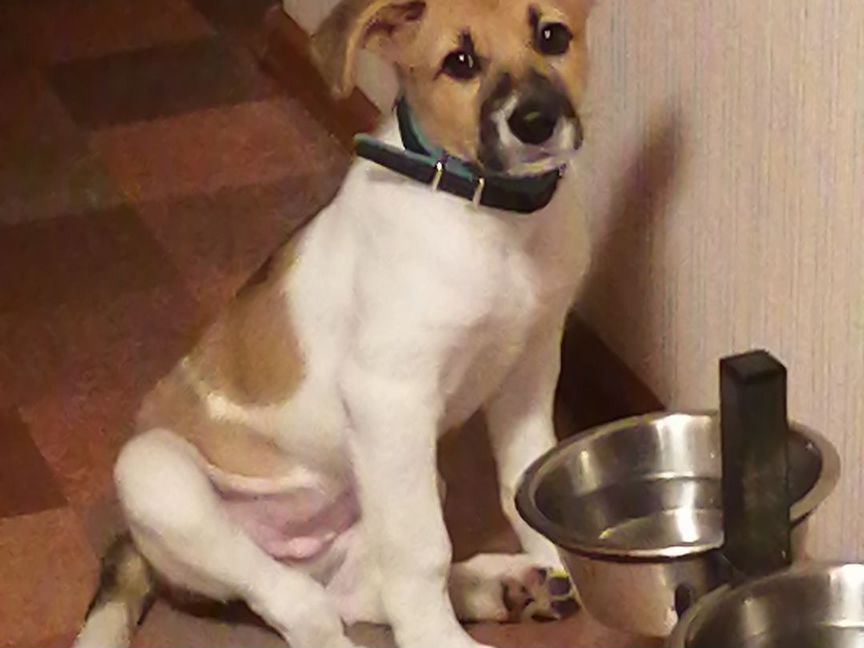 Малышка Марта ищет дом