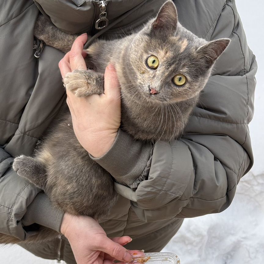 Взрослая, кошка в добрые руки