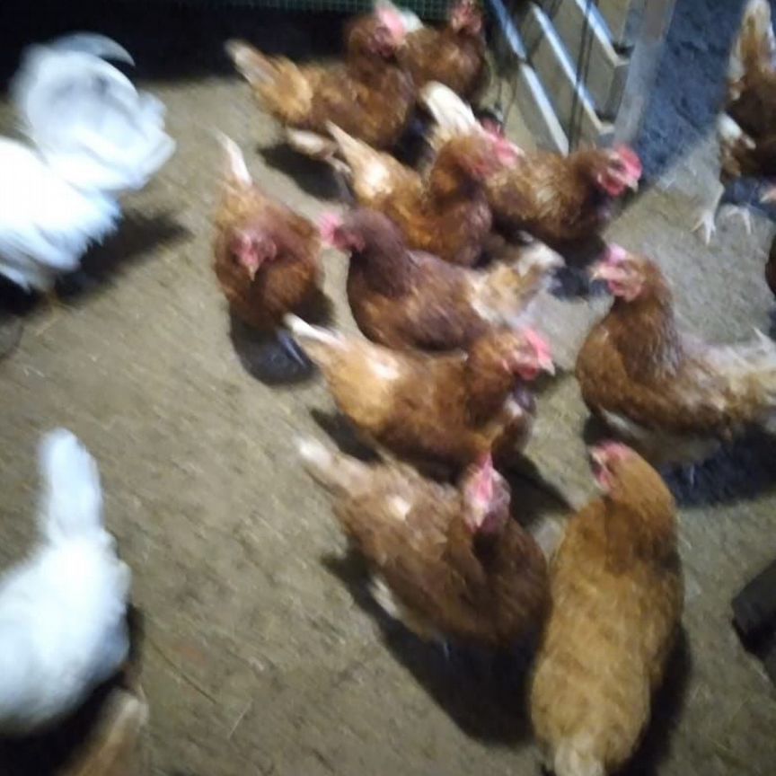 Куры молодки несушки