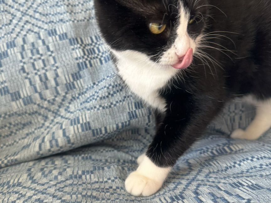 Кошечка ищет дом