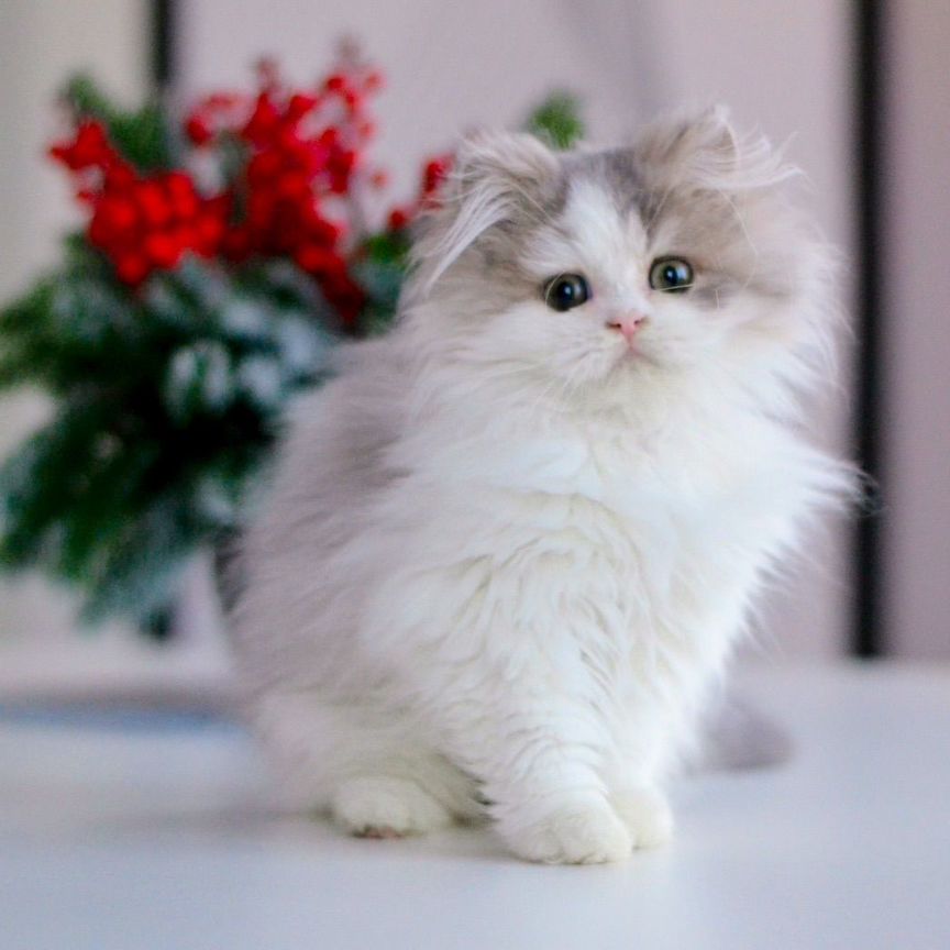 Британские котята