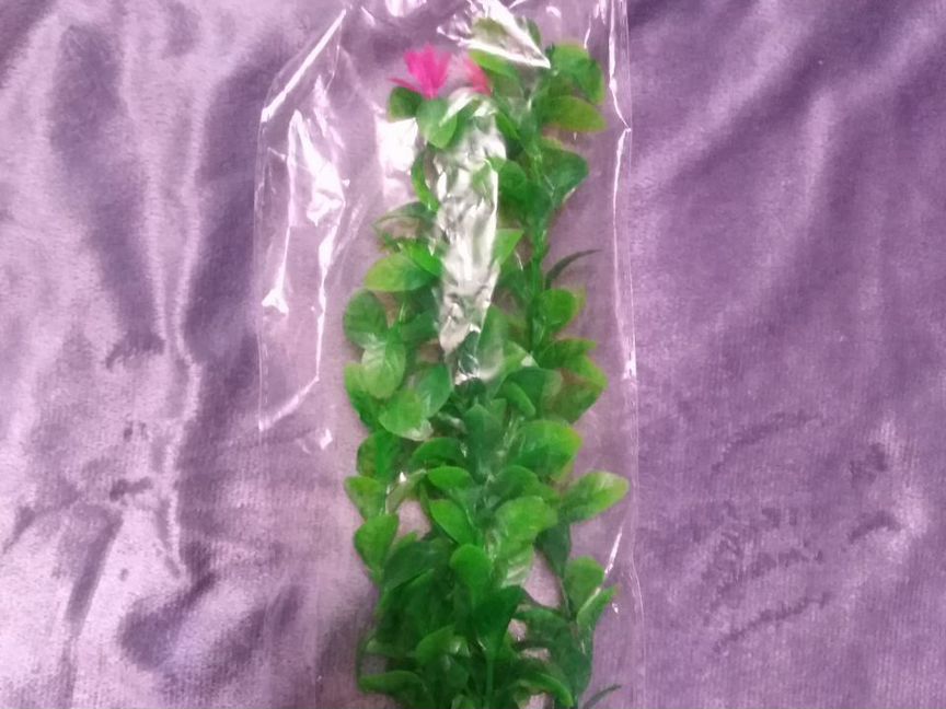 Растения для аквариума