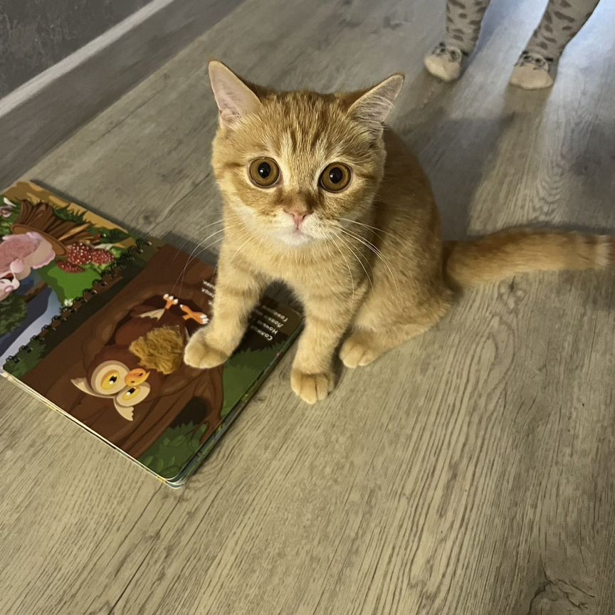 Котенок 4месяца британец отдам