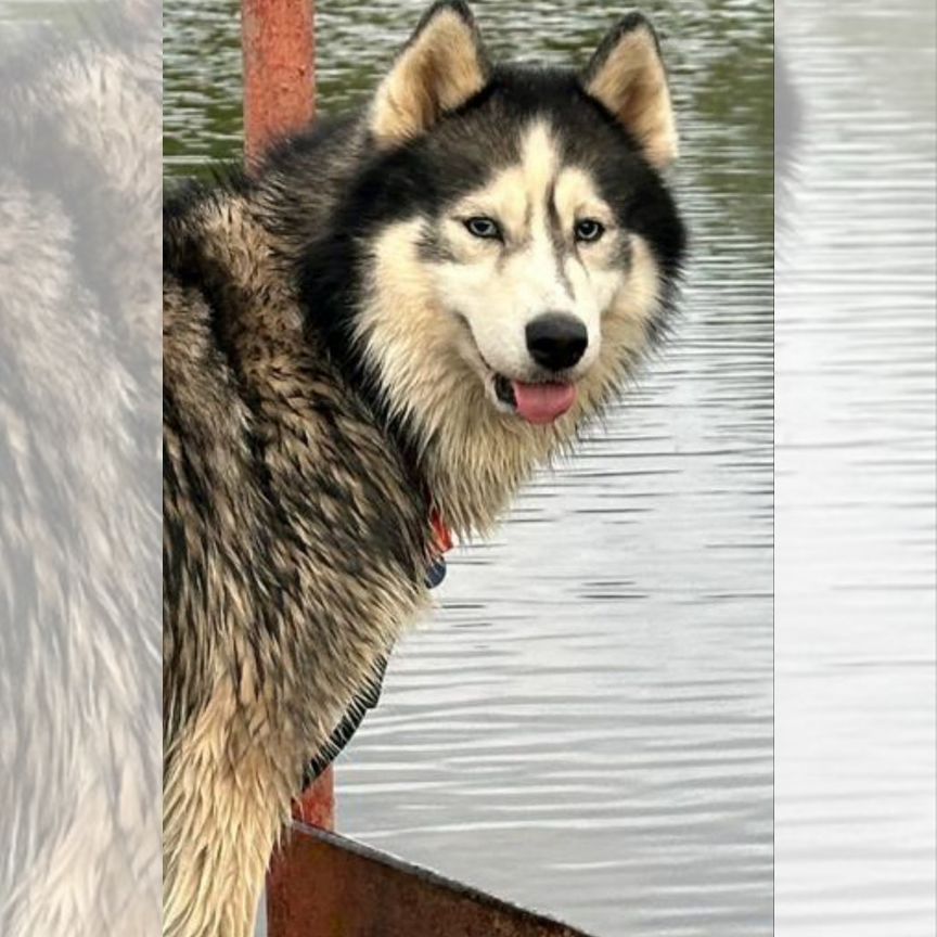 Сибирский хаски