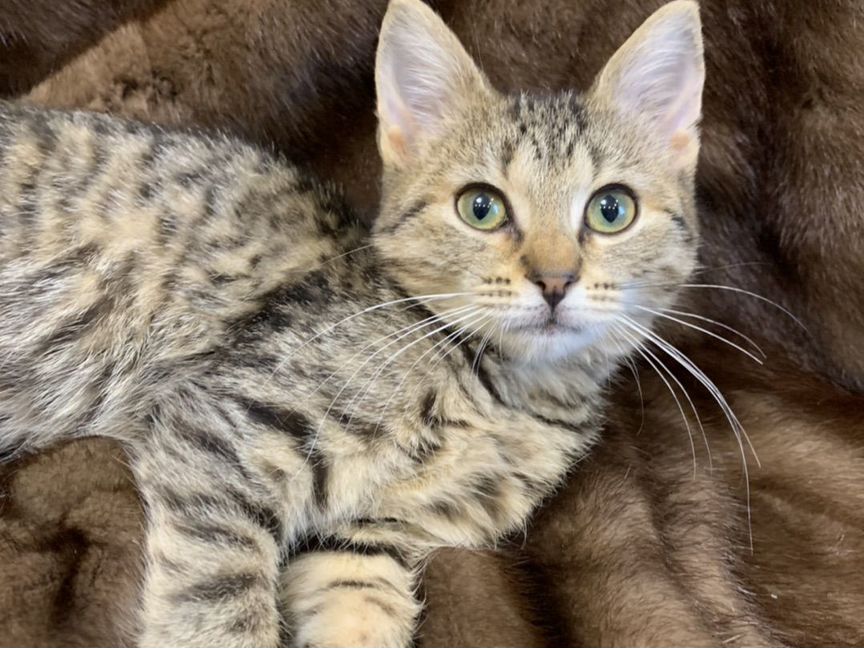 Котенок Бусинка