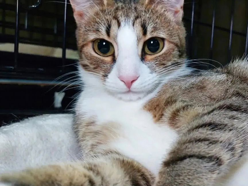 Кошечка Валюша не видит ничего дальше клеточки