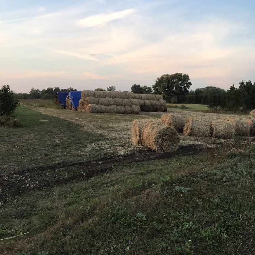 Сено в рулонах суданка 2024 года
