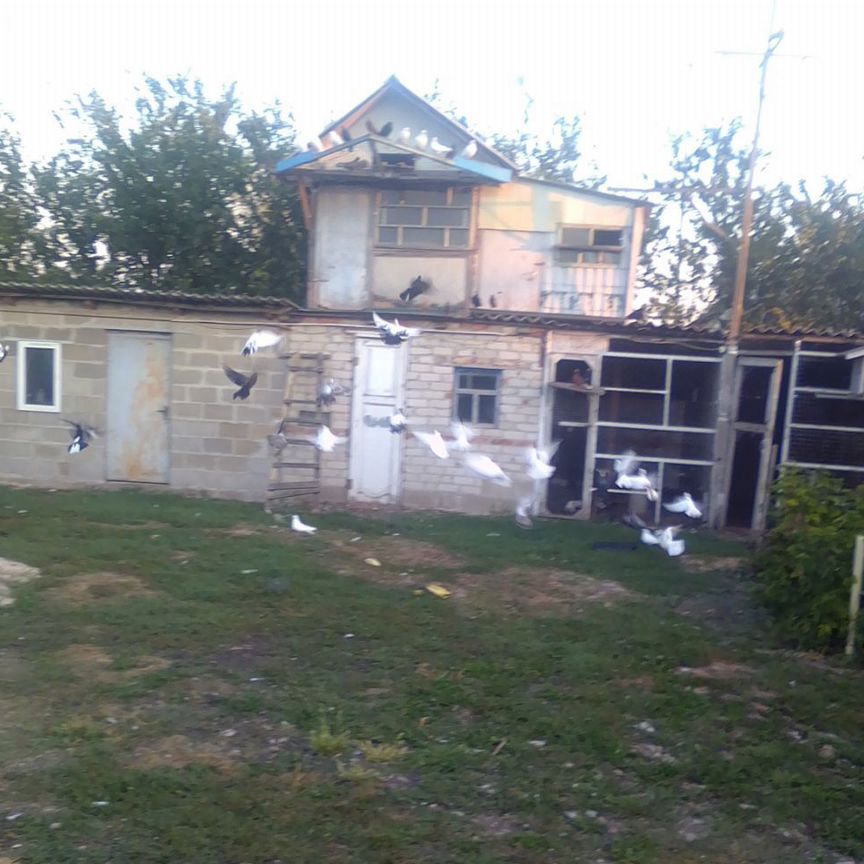 Голуби свердловские