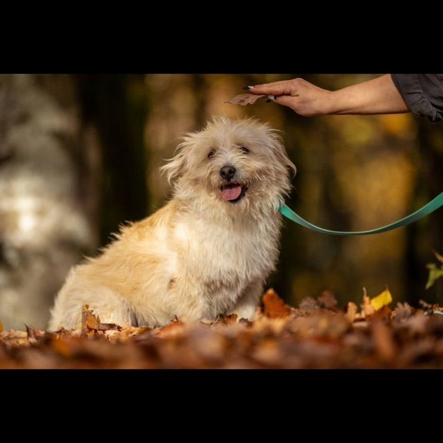 Домашние животные собаки маленькие