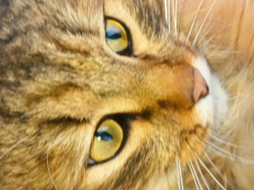 Котик а семью