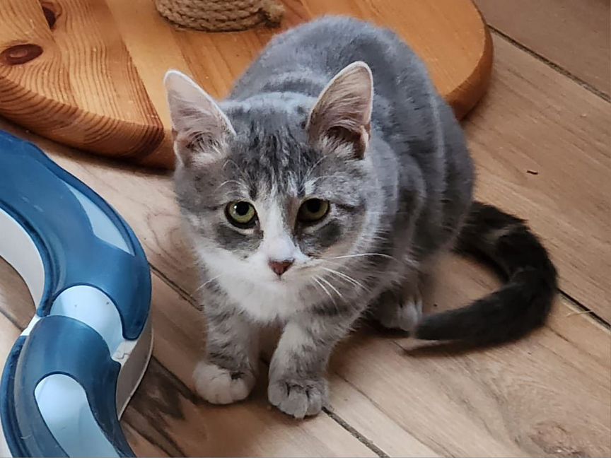 Котенок Луиза в добрые руки