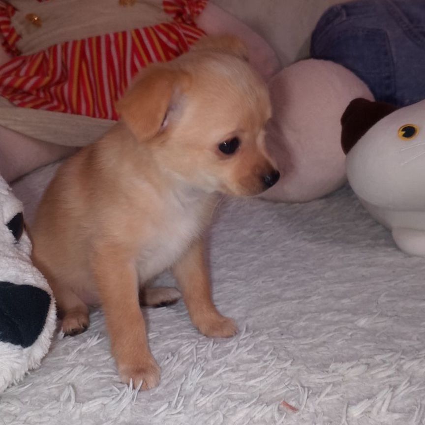 Русский той-терьер, щенок