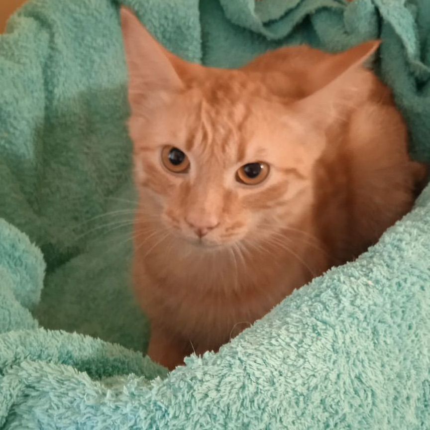 Рыженькие солнышки. Котята