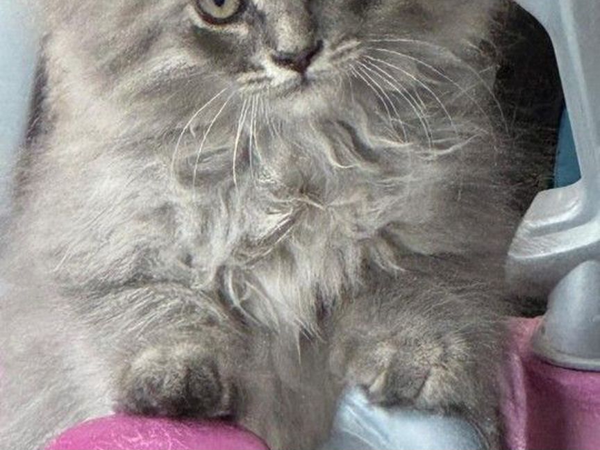 Котенок мама чистая британка
