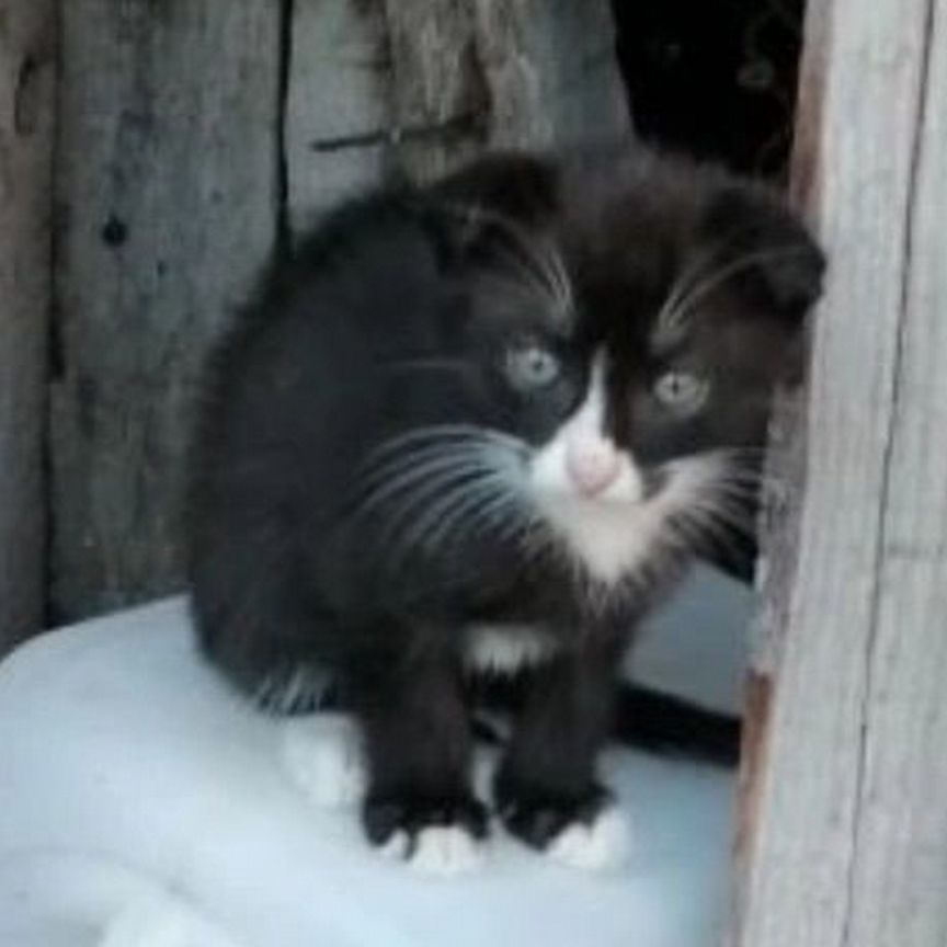 Шотландский вислоухий длинношёрстный котёнок