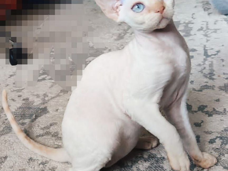 Голубоглазый котенок девон