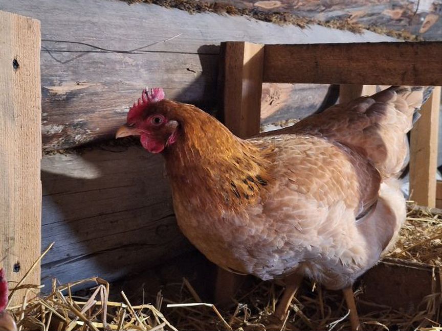 Цыплята, куры несушки