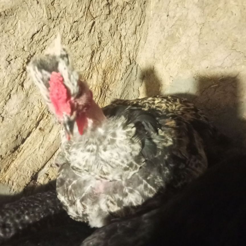 Молодые петушки