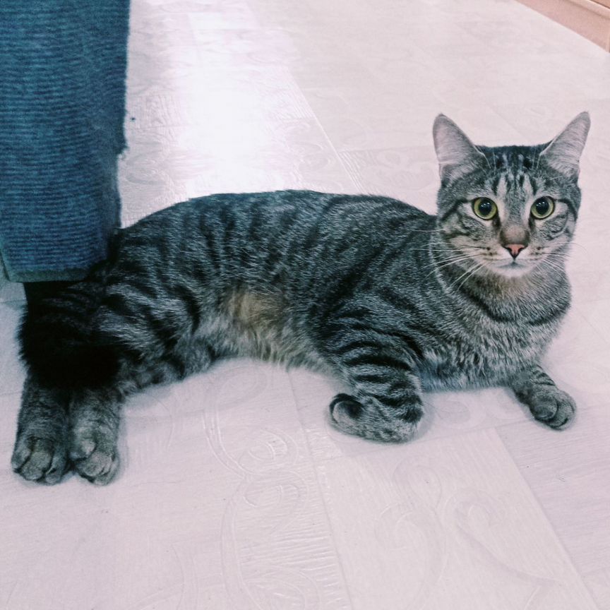 Американский короткошёрстный, взрослый кот