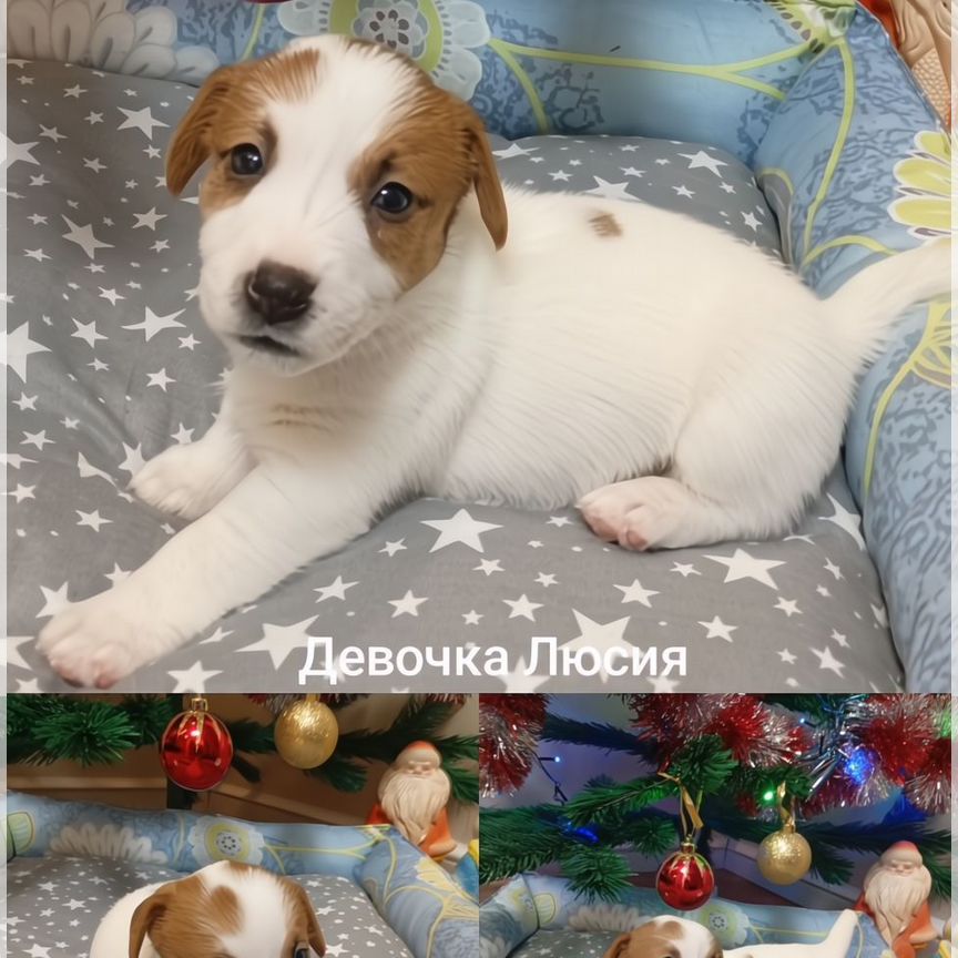 Джек-рассел-терьер, щенок