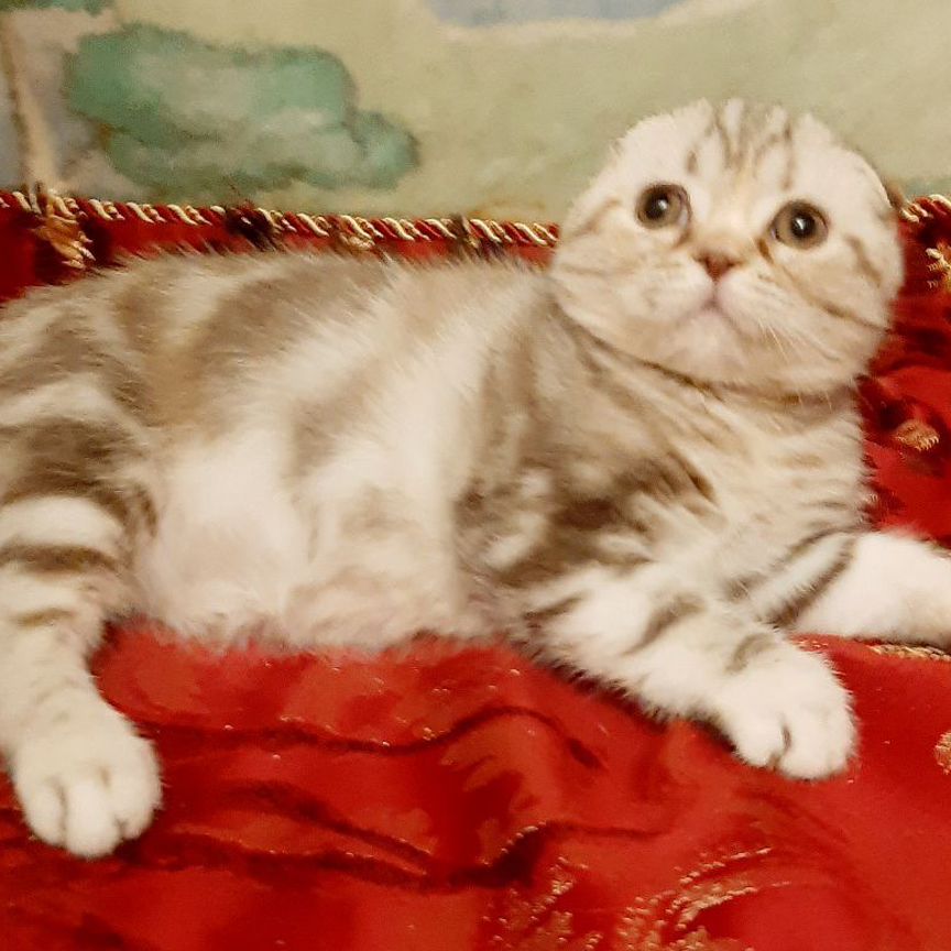 Шотландский вислоухий короткошёрстный котёнок