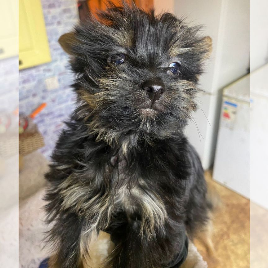 Щенок в добрые руки