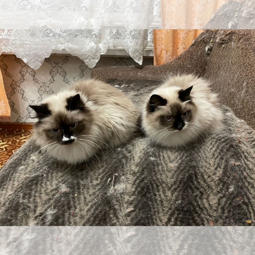 Взрослая, кошка в добрые руки