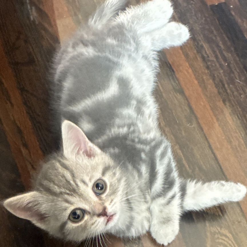 Шотландский прямоухий короткошёрстный котёнок