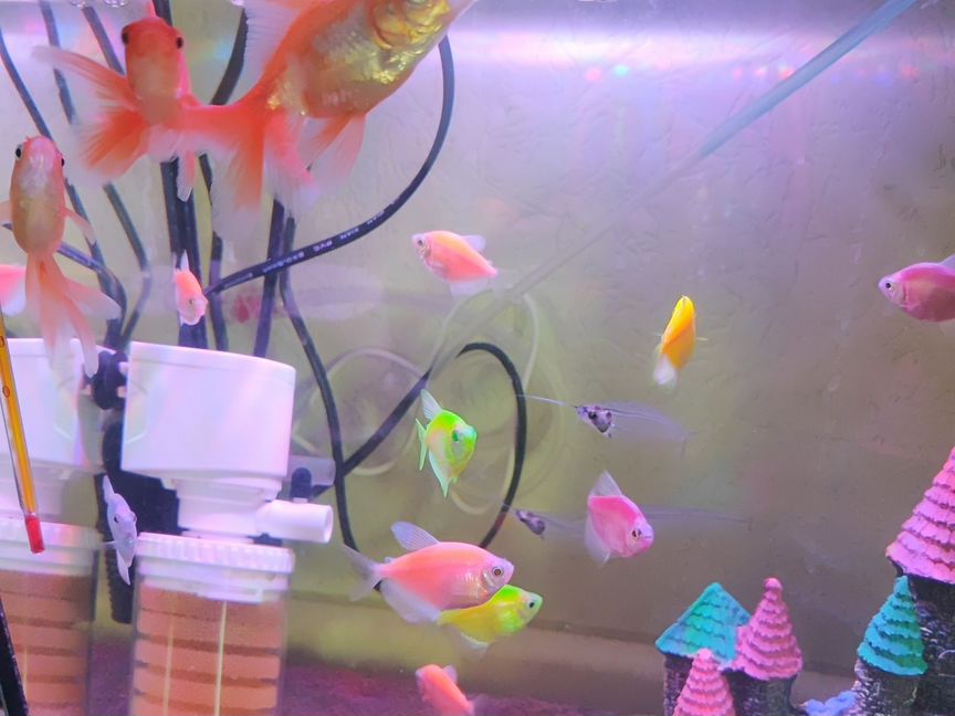 Золотая рыбка вуалехвост