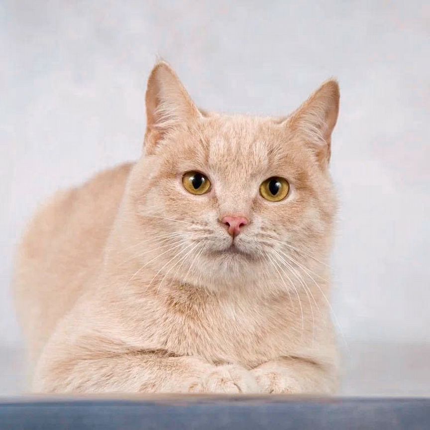 Рыжий котик в добрые руки