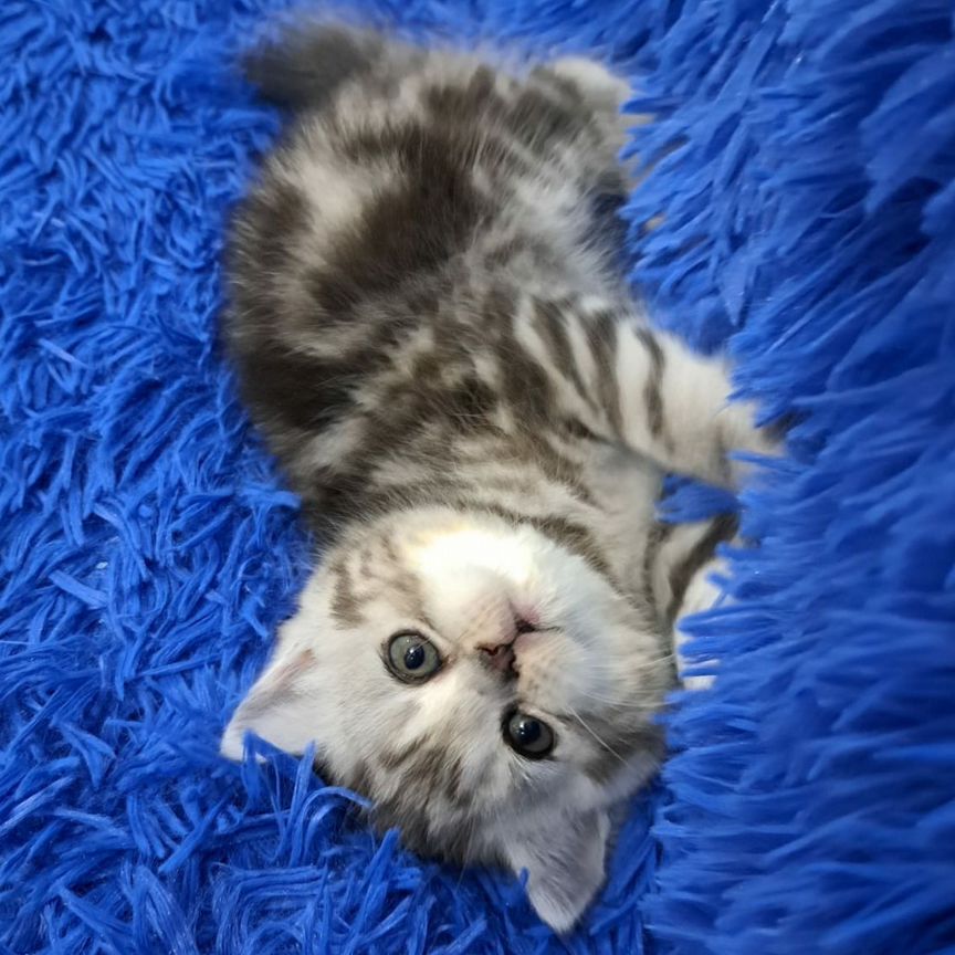 Шотландская