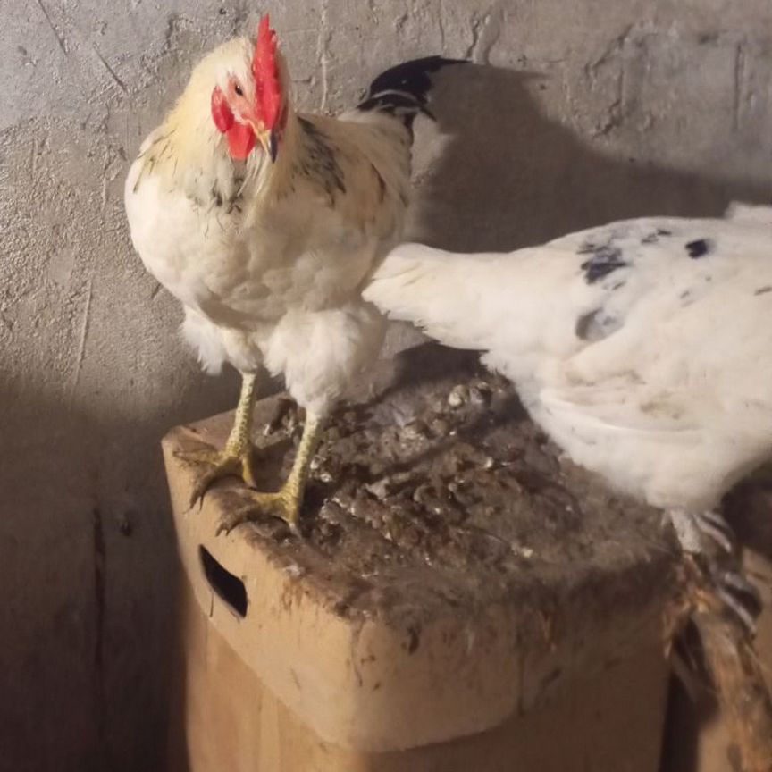 Домашние молодые петухи