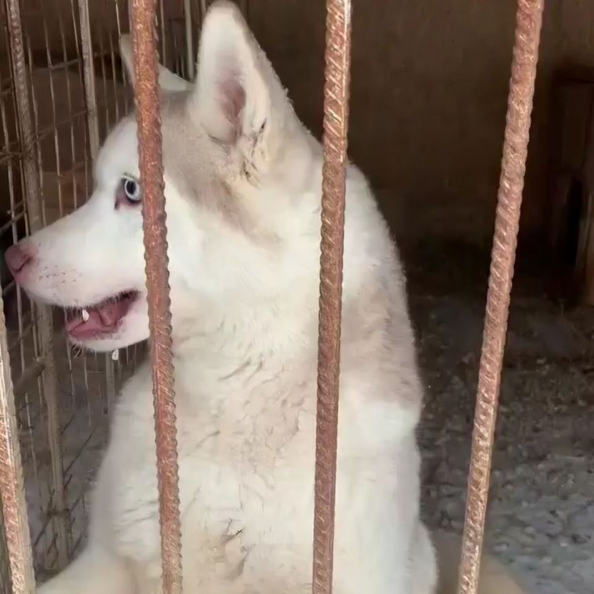 Хаски три года в клетке приюта