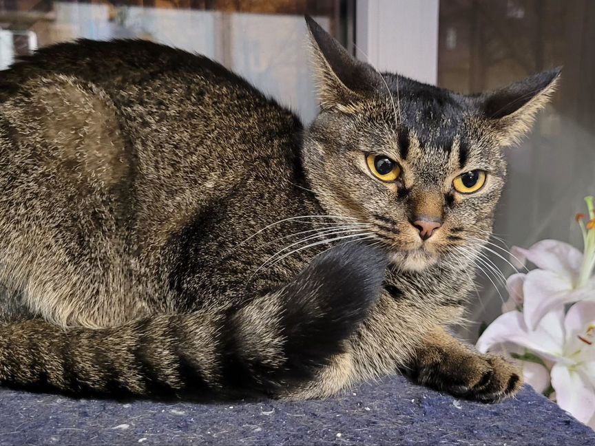 Кошка гладкошерстная