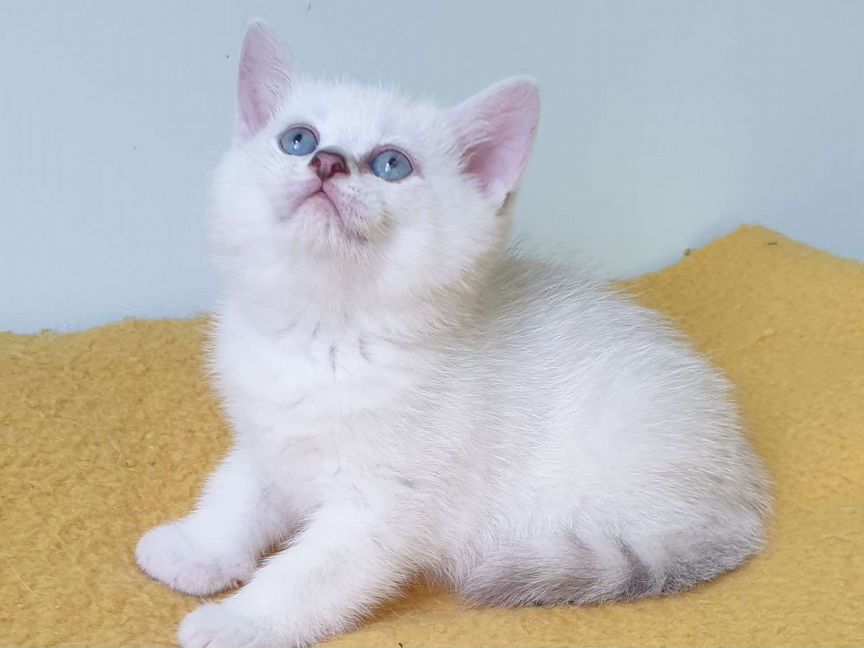 Британские котята короткошерстные